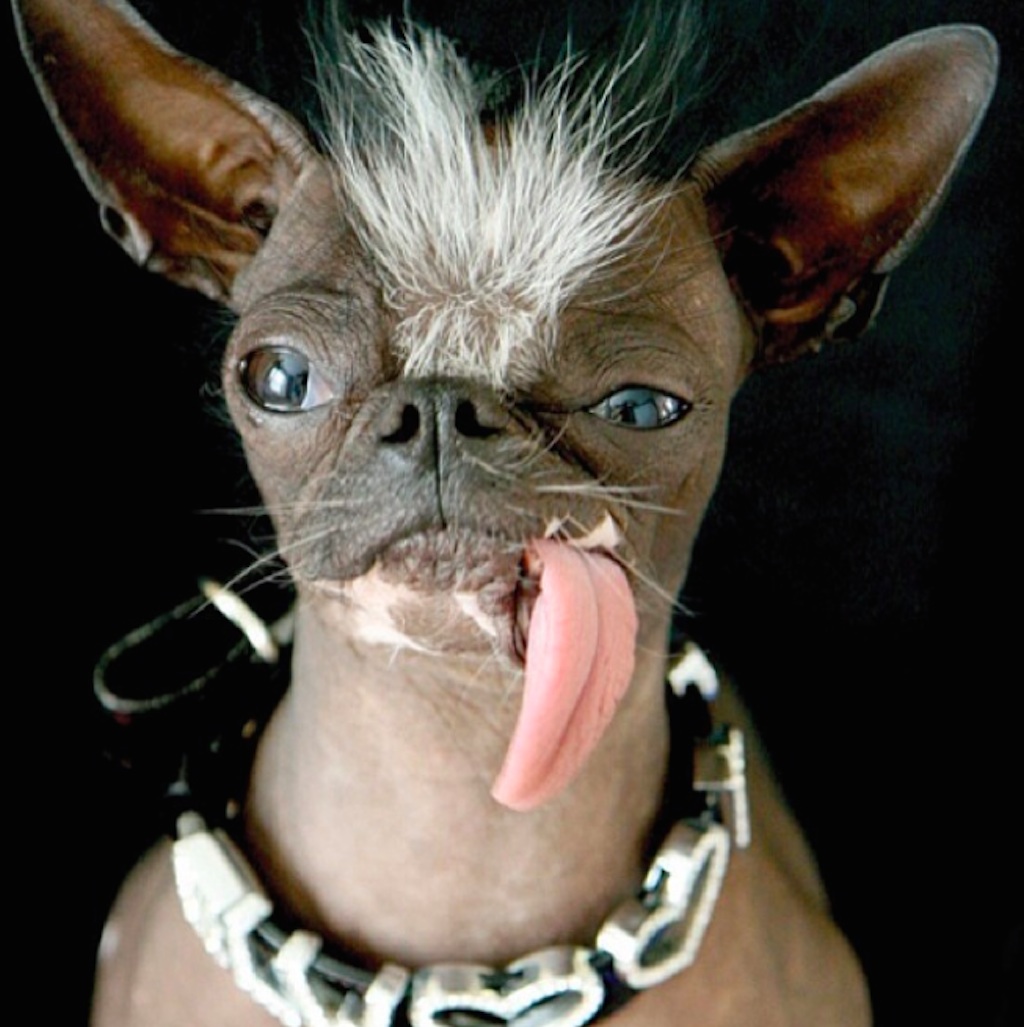50 Dogs So Ugly They're Actually Cute — Best Life