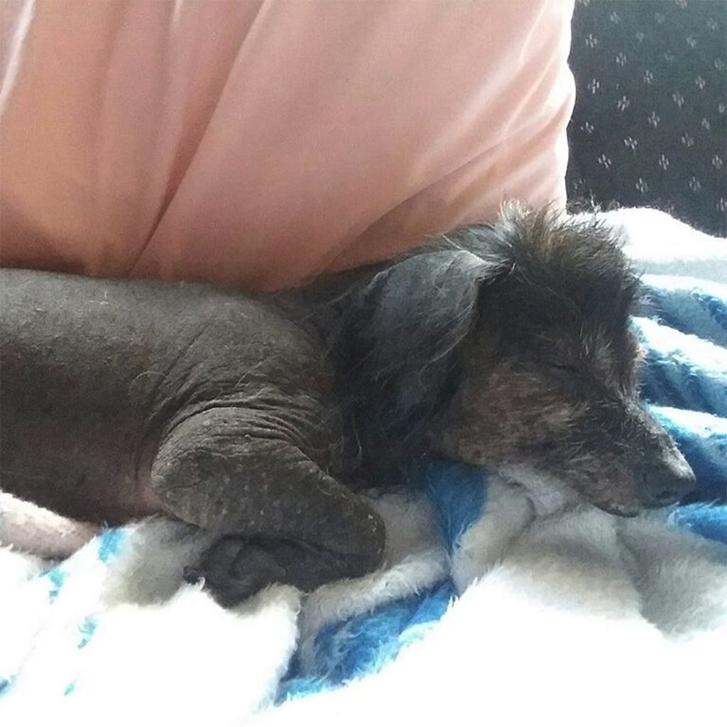 50 Dogs So Ugly They're Actually Cute — Best Life