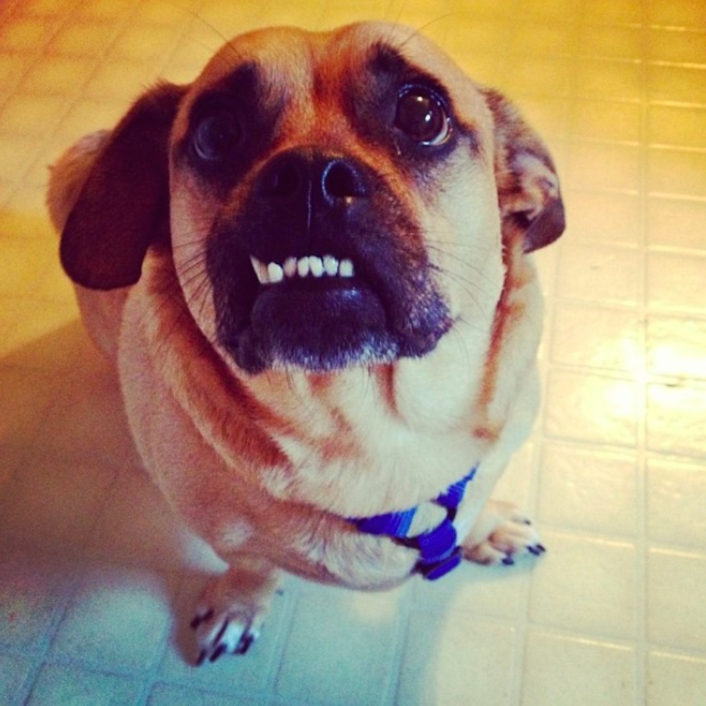 50 Dogs So Ugly They're Actually Cute — Best Life
