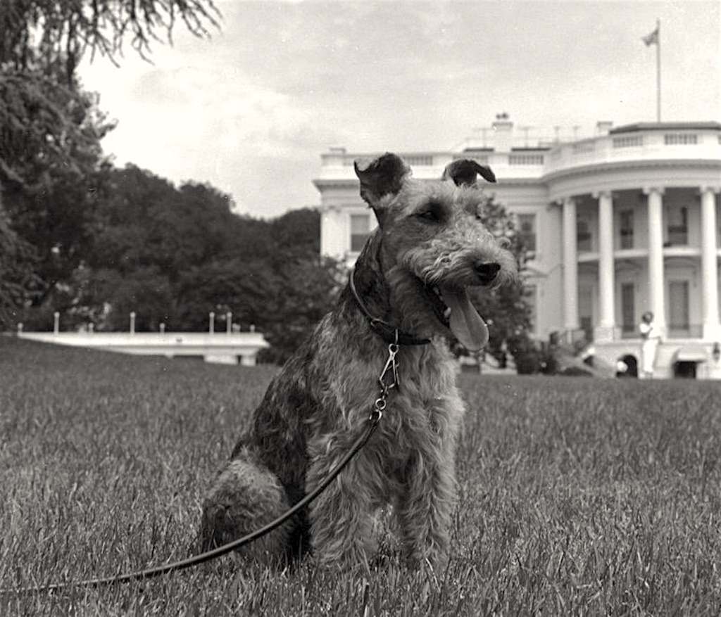 30 Most Important Dogs in American History — Best Life