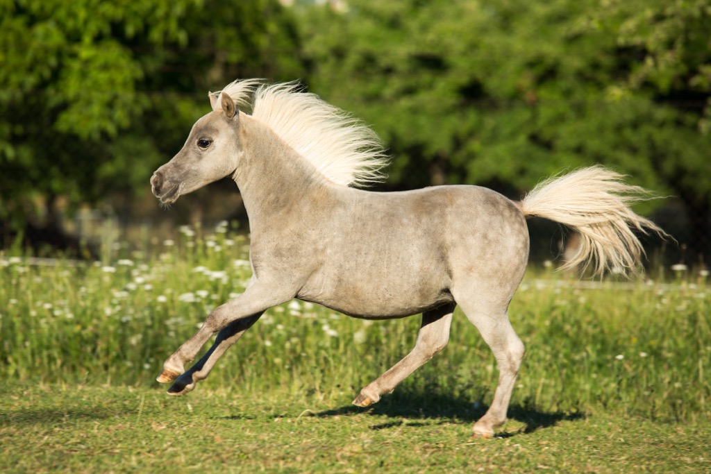 30 Craziest Emotional Support Animals People Really Have — Best Life