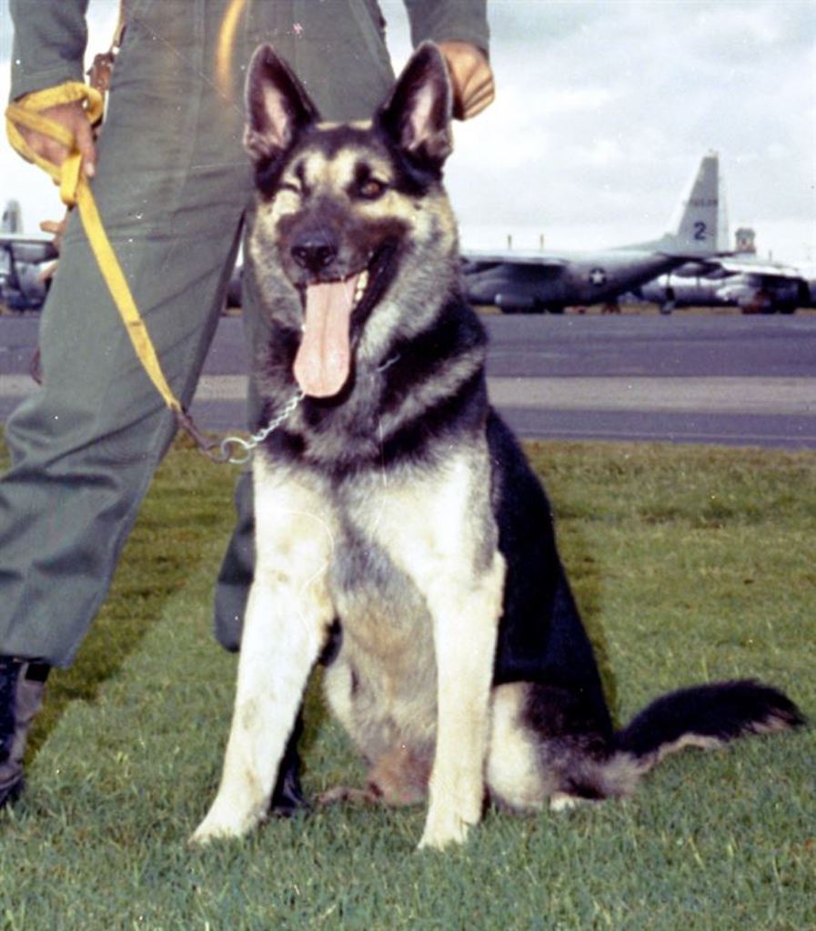 30 Most Important Dogs in American History — Best Life