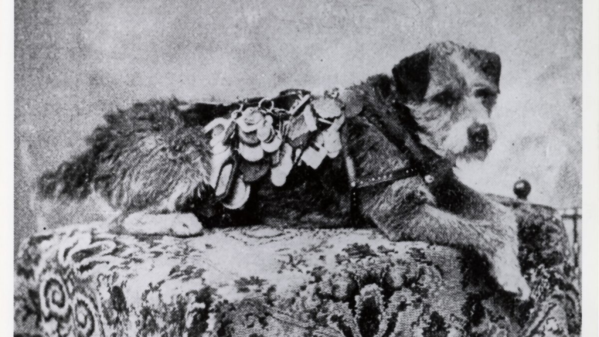 30 Most Important Dogs in American History — Best Life