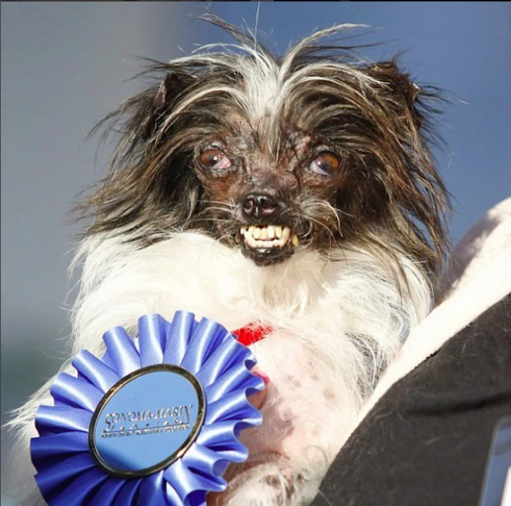 50 Dogs So Ugly They're Actually Cute — Best Life