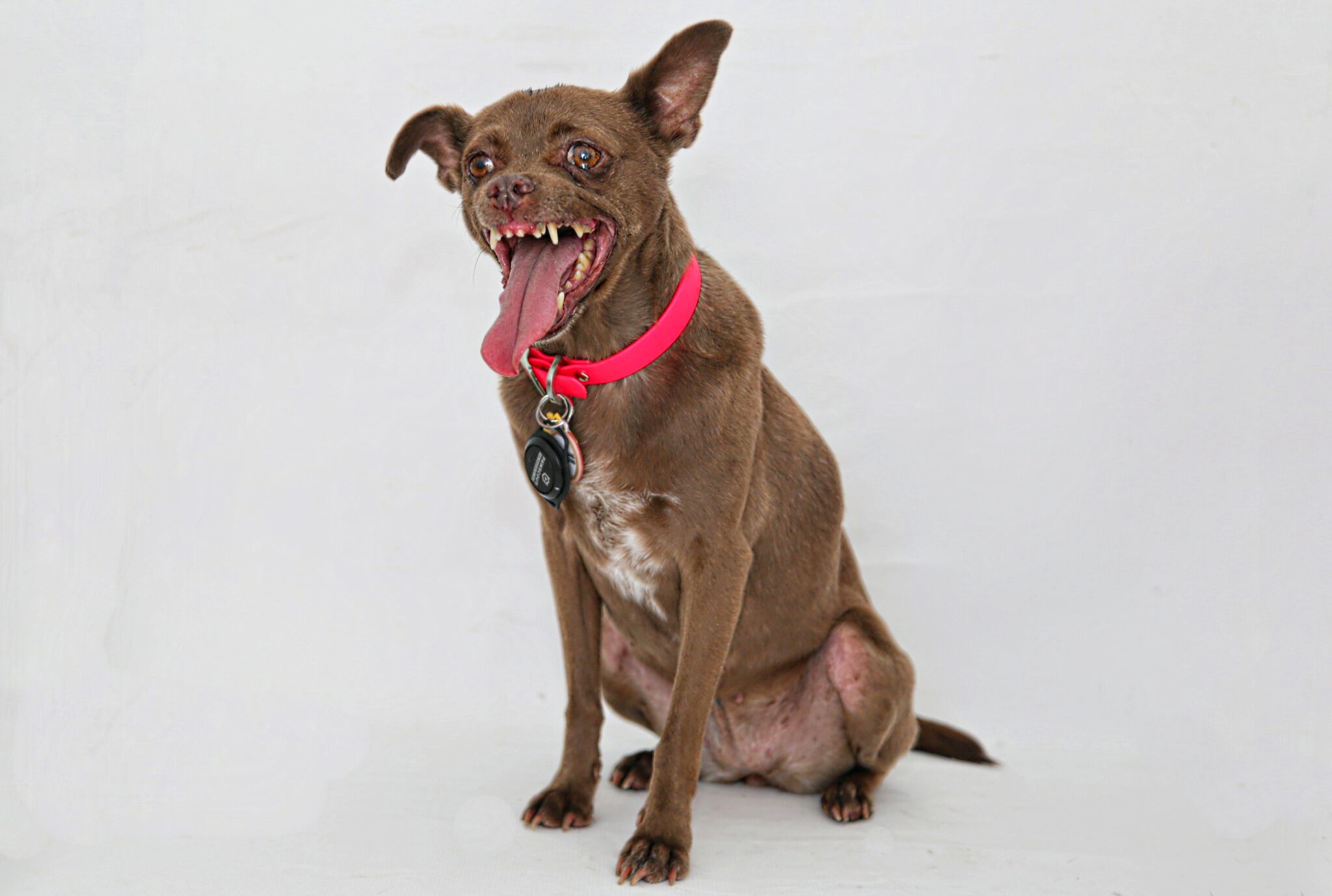 50 Dogs So Ugly They're Actually Cute - Best LifeBest Life