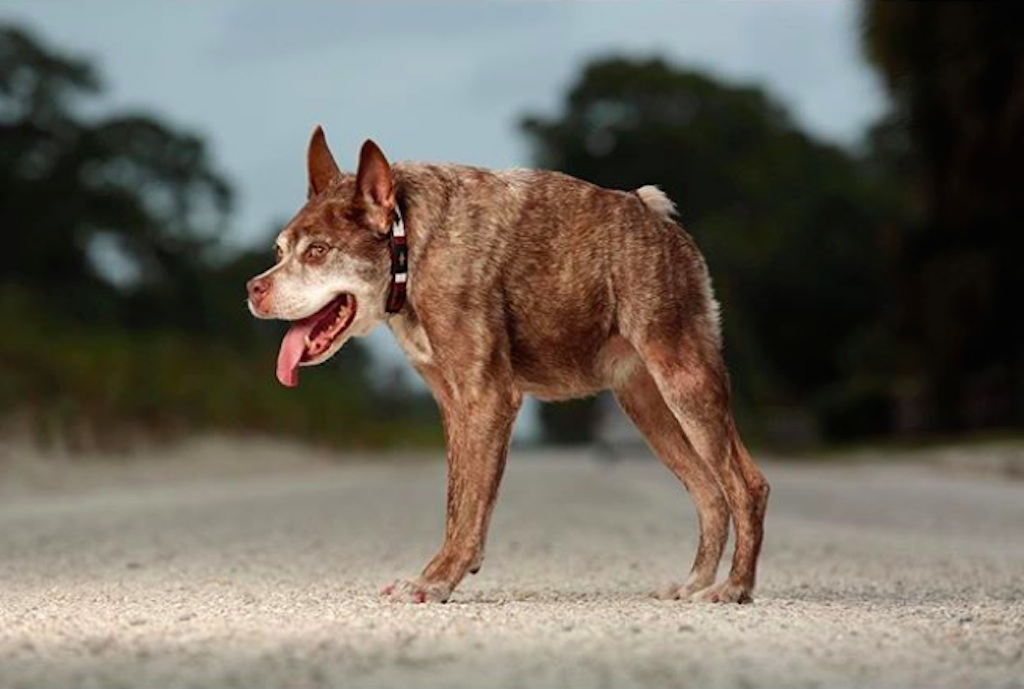 50 Dogs So Ugly They're Actually Cute — Best Life