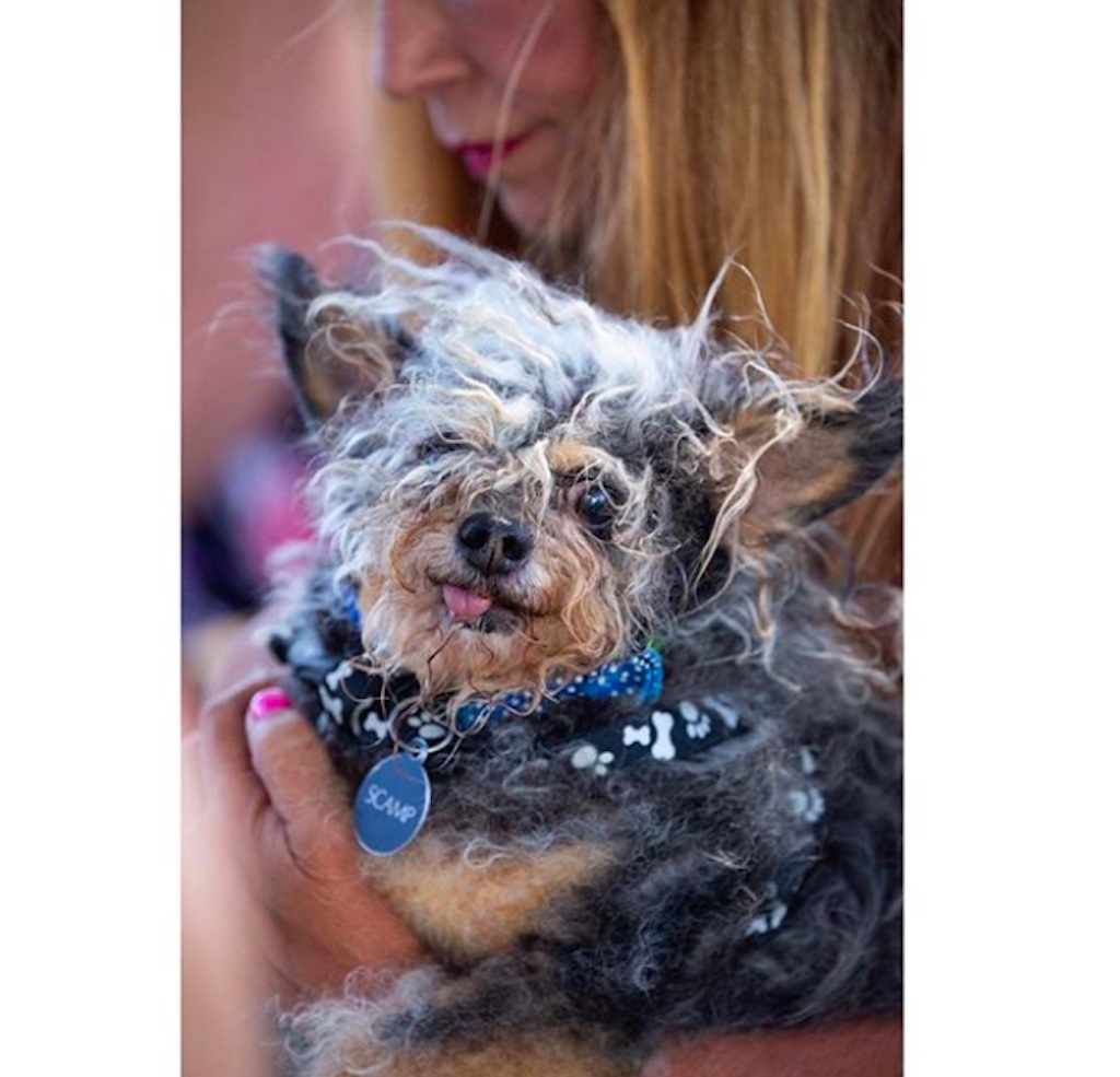 50 Dogs So Ugly They're Actually Cute — Best Life