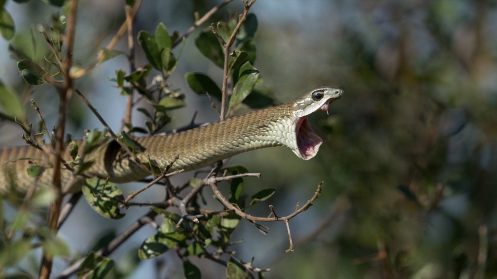 30 Toughest Animals You'd Never Want to Meet in a Dark Alley — Best Life