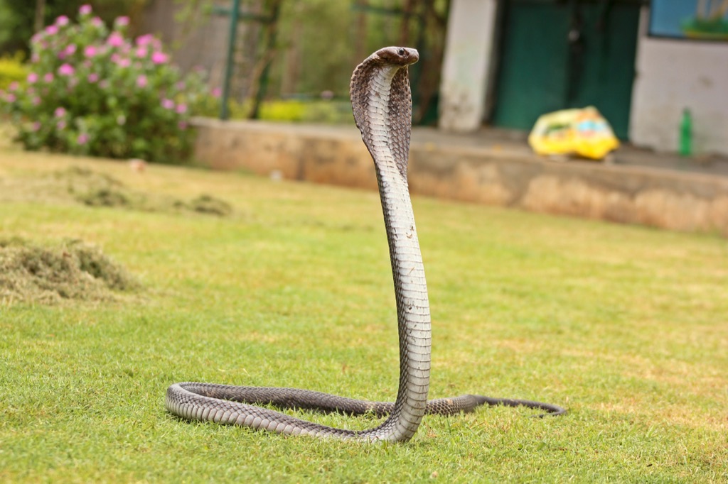 The 30 Deadliest Animals on Planet Earth — Best Life
