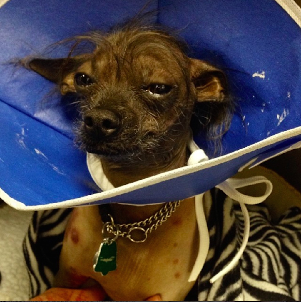 50 Dogs So Ugly They're Actually Cute — Best Life