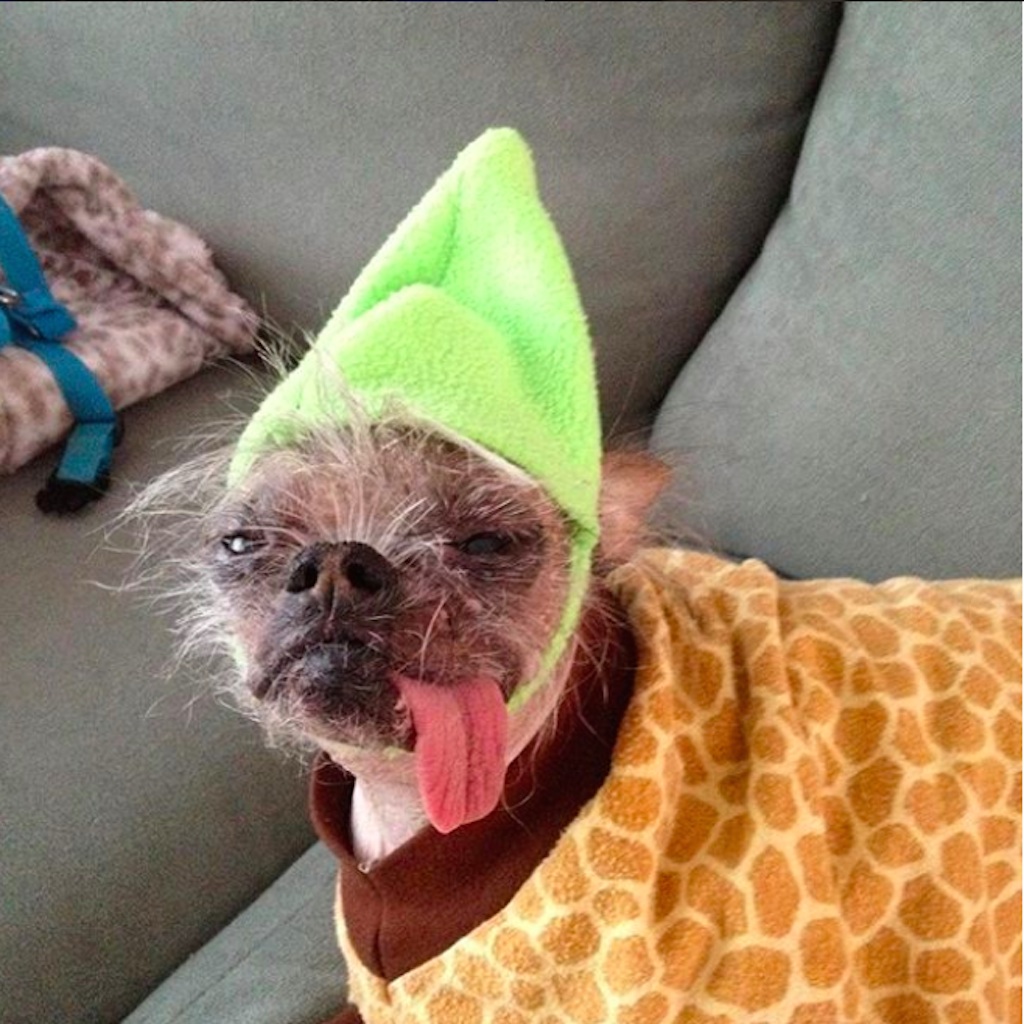 50 Dogs So Ugly They're Actually Cute — Best Life