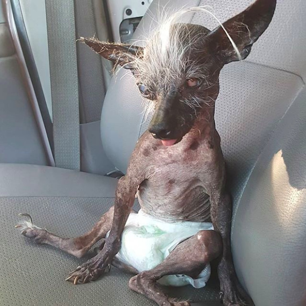 50 Dogs So Ugly They're Actually Cute — Best Life