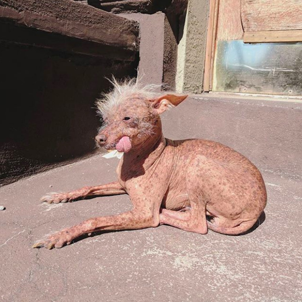50 Dogs So Ugly They're Actually Cute — Best Life