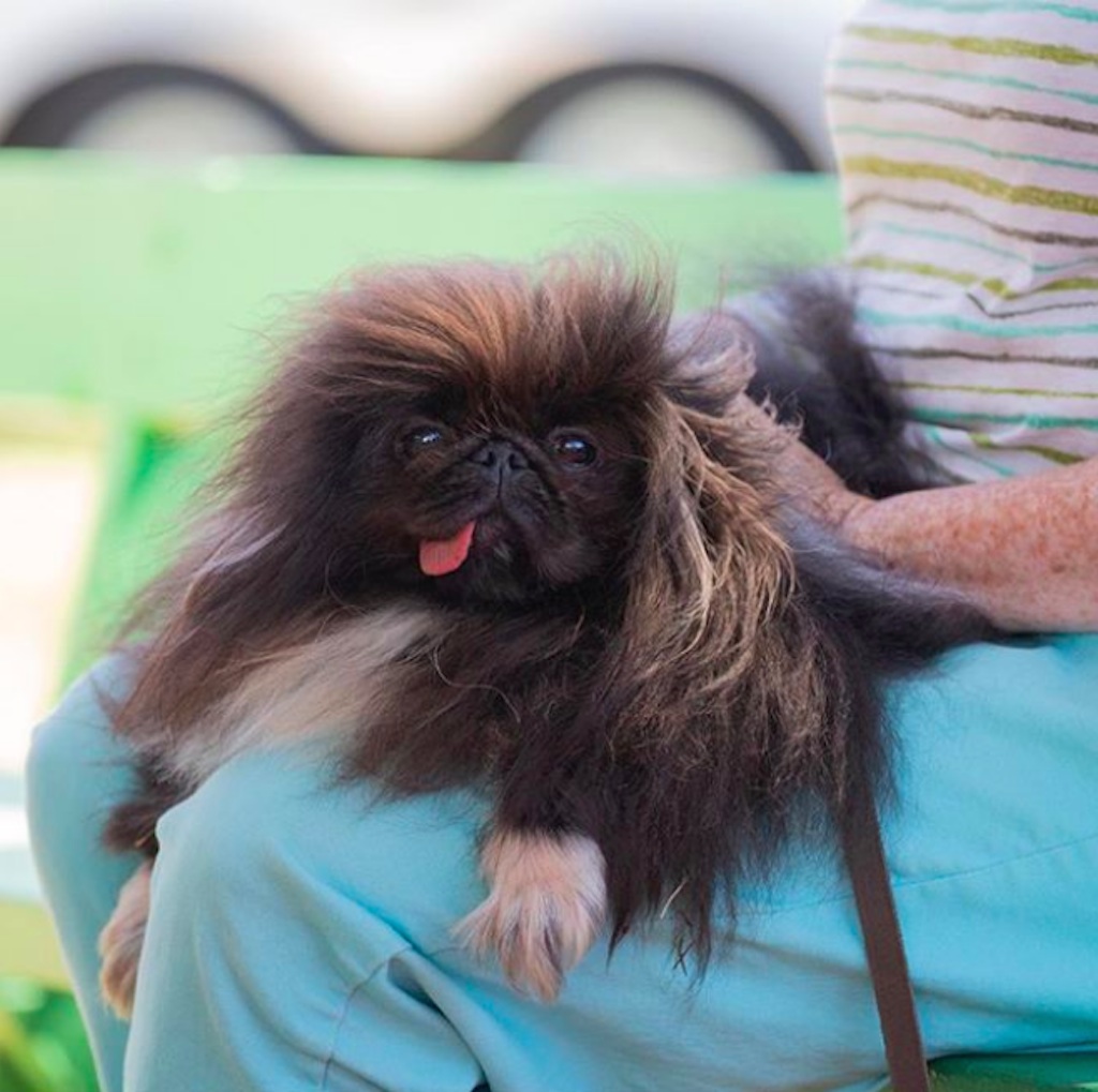 50 Dogs So Ugly They're Actually Cute — Best Life