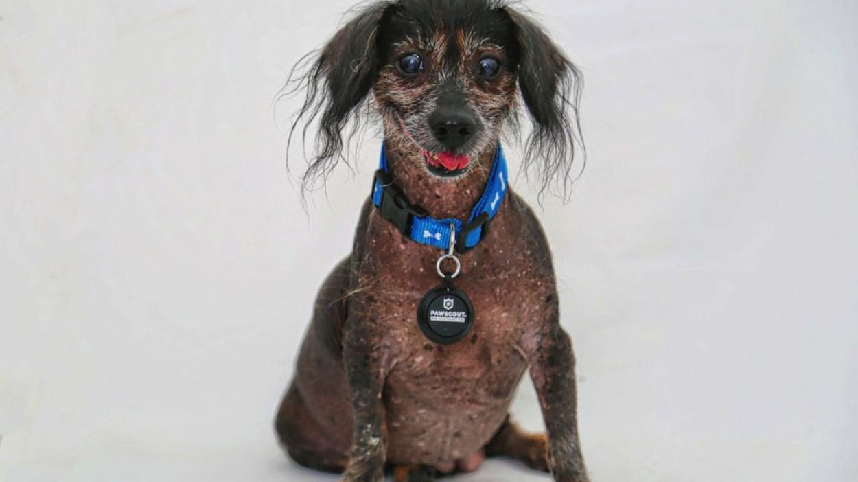 50 Dogs So Ugly They're Actually Cute — Best Life
