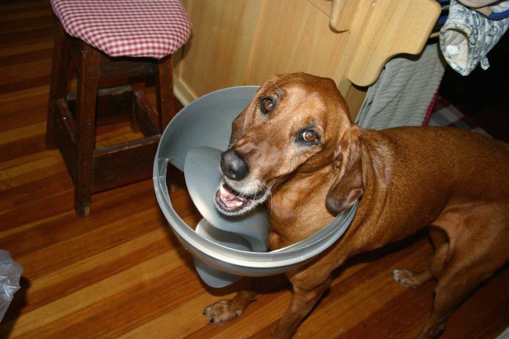 30 Funny Photos of Animals That Will Brighten Your Day — Best Life