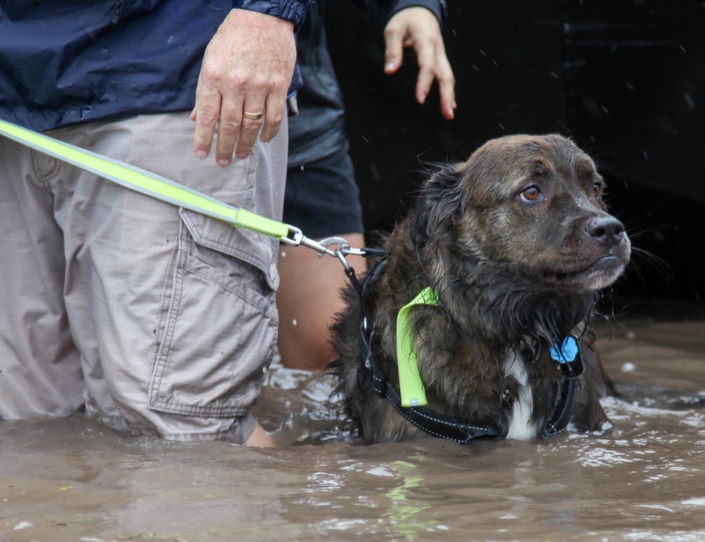 Here's How to Keep Your Pets Safe From Mother Nature — Best Life