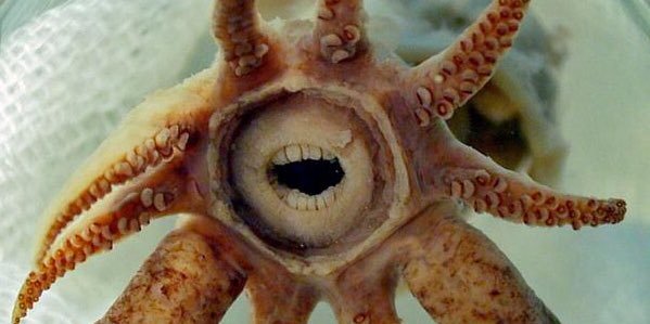 30 Crazy Critters You Won't Believe Exist — Best Life