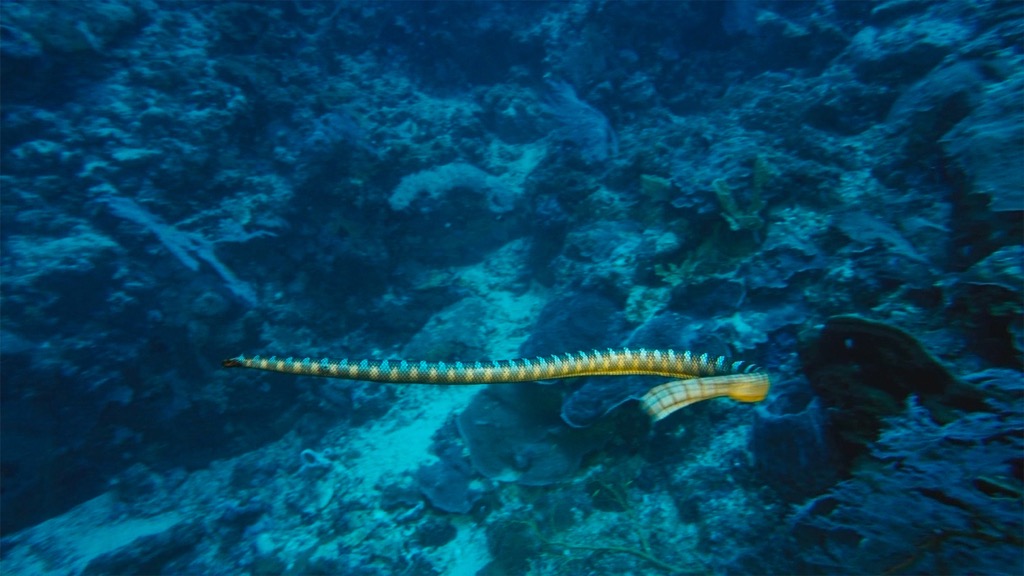 30 Toughest Animals You'd Never Want to Meet in a Dark Alley — Best Life