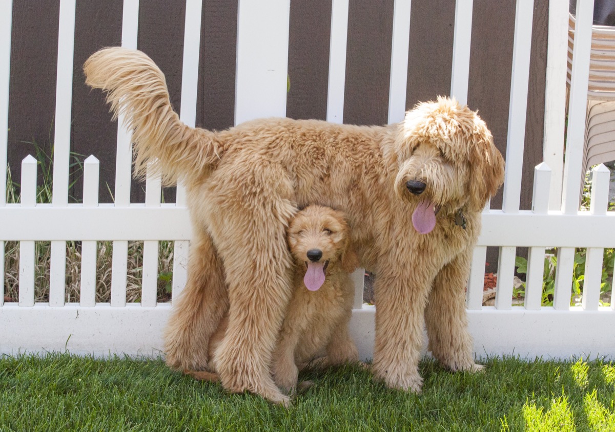 25 Gorgeous Mixed Breed Dogs You Won't Believe Are Real — Best Life