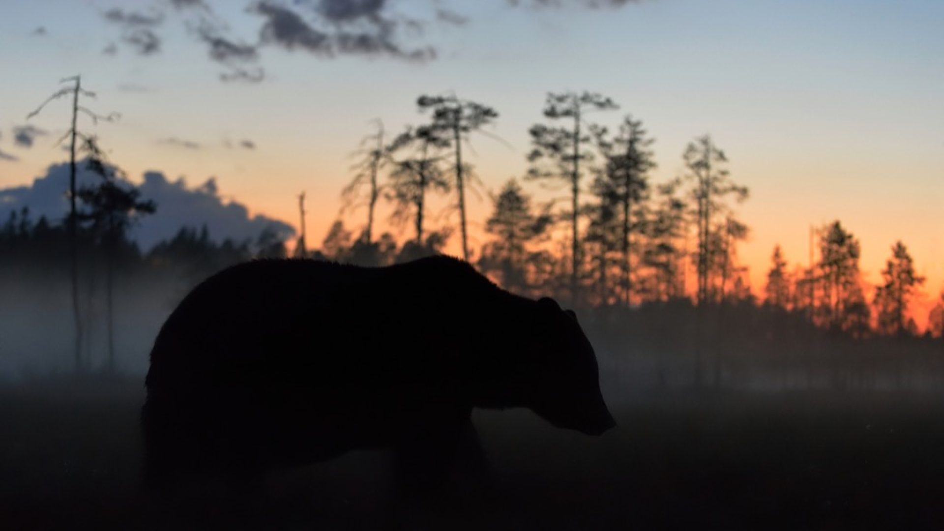 30 Toughest Animals You'd Never Want to Meet in a Dark Alley — Best Life
