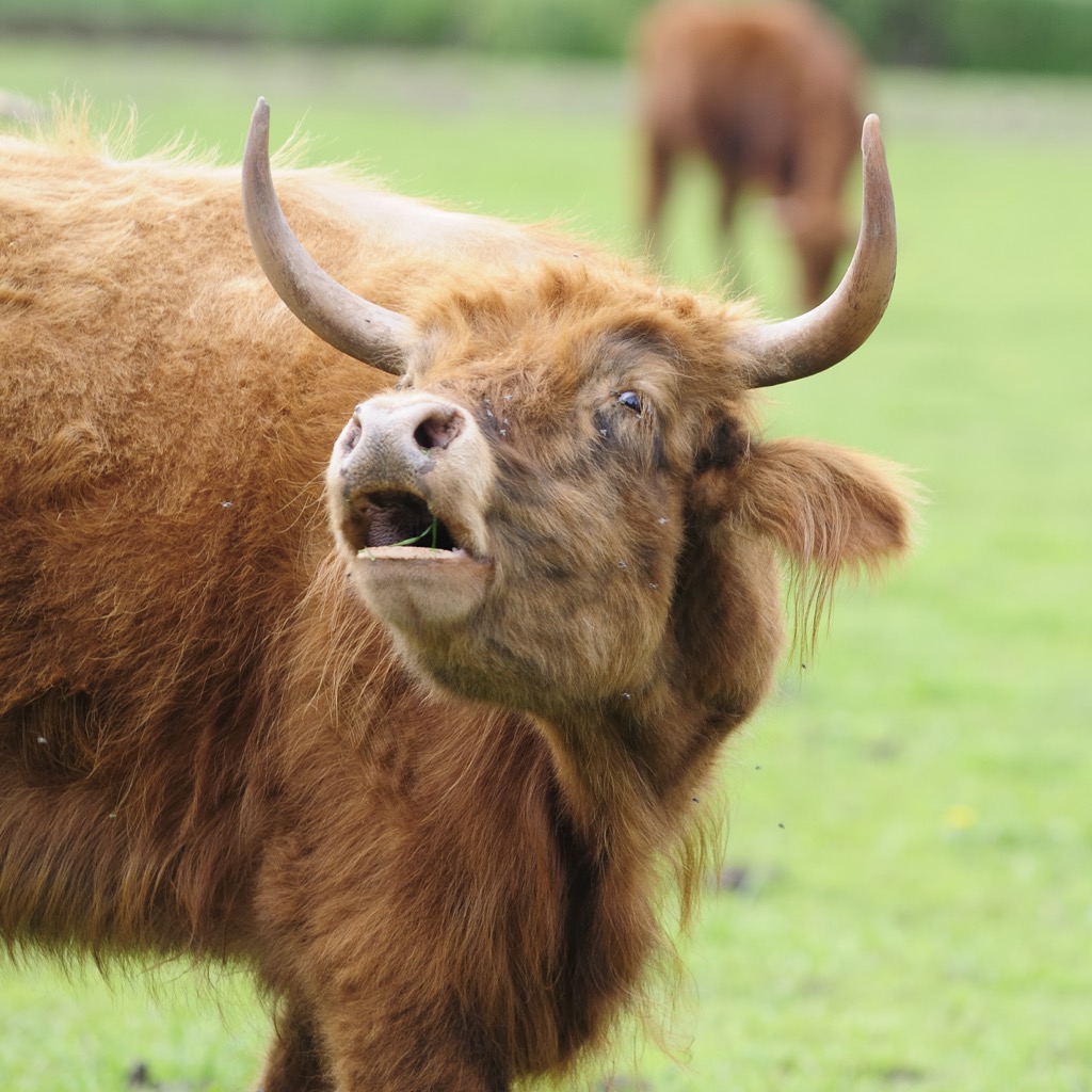 30 Toughest Animals You'd Never Want to Meet in a Dark Alley — Best Life