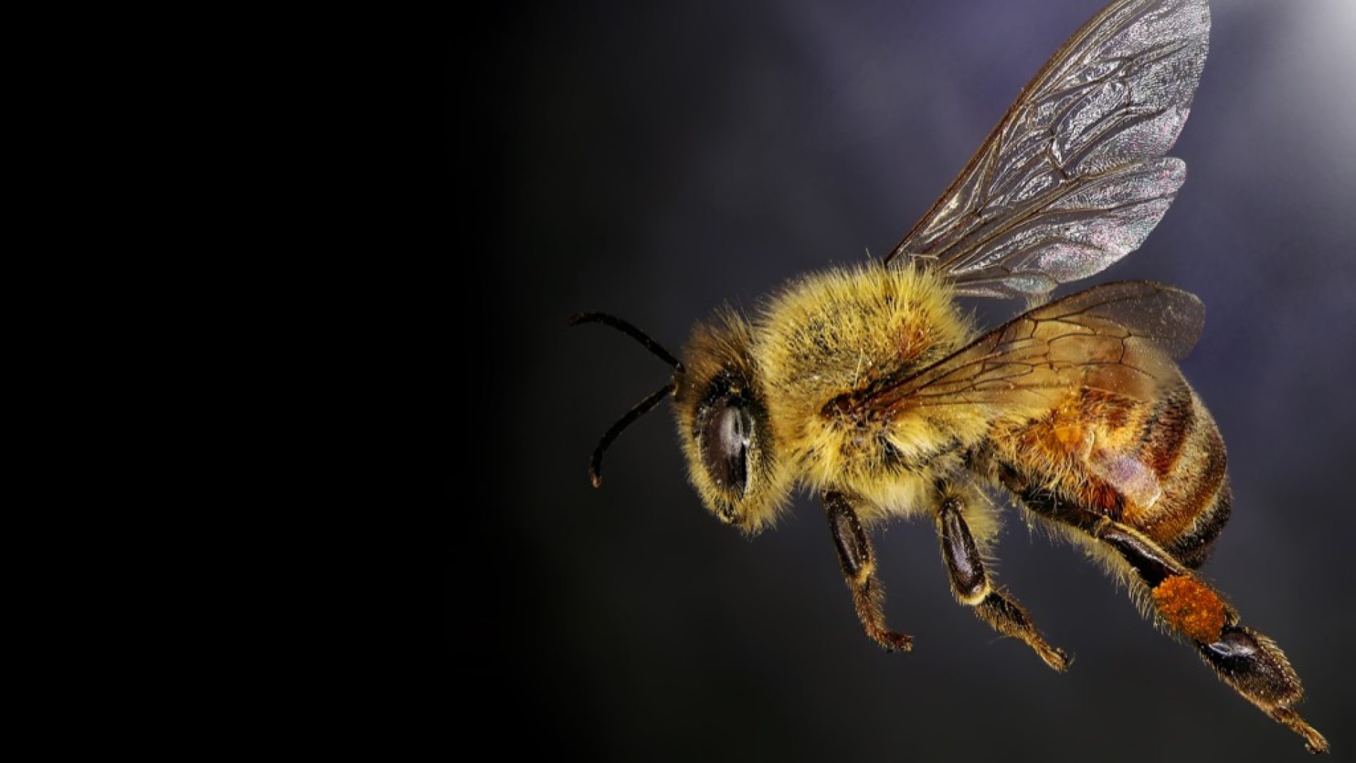 Bee Sting: This Is What Happens to Your Body When You Get Stung by a ...