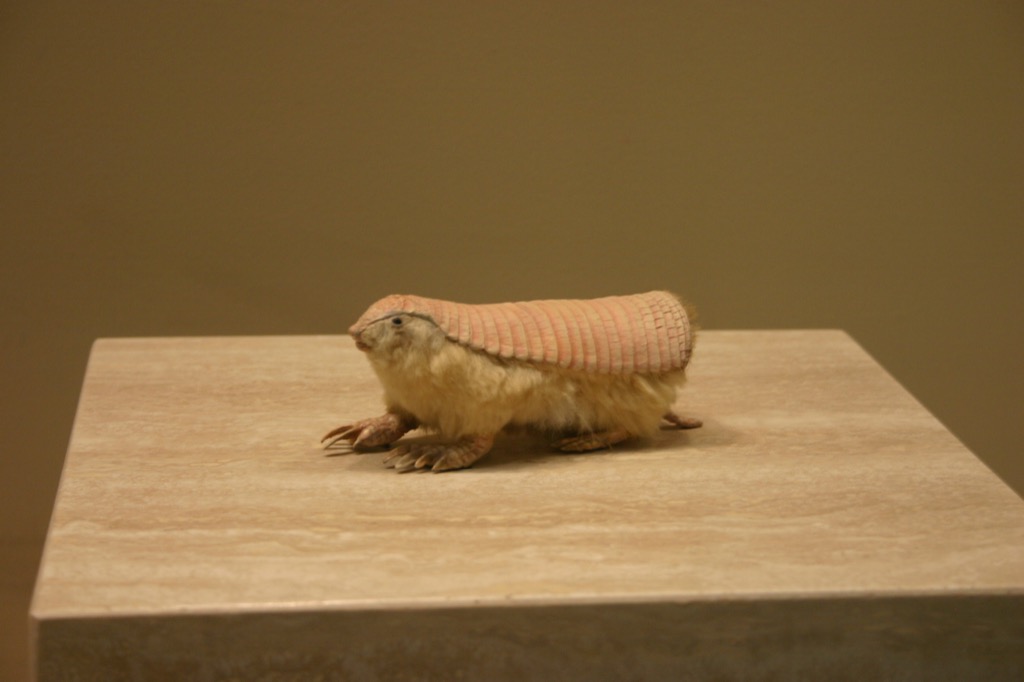 37 Animal Oddities That Prove Mother Nature Is Crazy Weird — Best Life