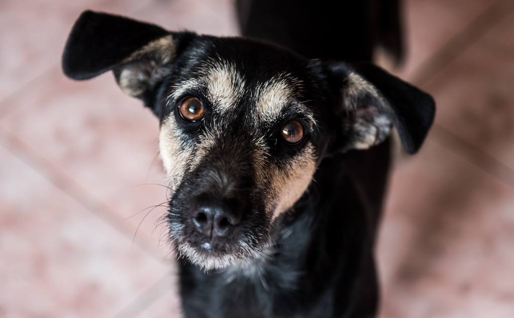 Pet Depression: 20 Tell-Tale Signs Your Pet Is Miserable — Best Life