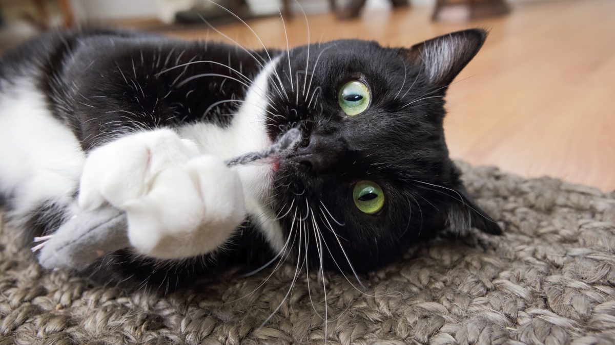 Why Do Cats Like Catnip So Much?: An Investigation — Best Life