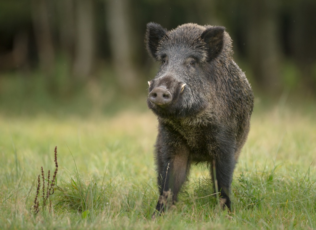 30 Toughest Animals You'd Never Want to Meet in a Dark Alley — Best Life