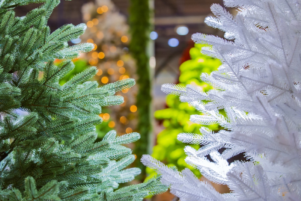 30 Amazing Christmas Trees Facts to Make the Holidays Extra Magical