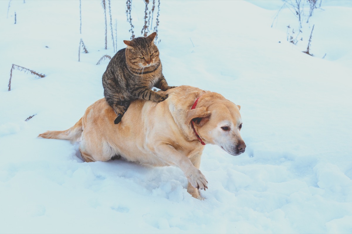 These 23 Unlikely Animal Friendships Will Melt Your Heart | Best Life