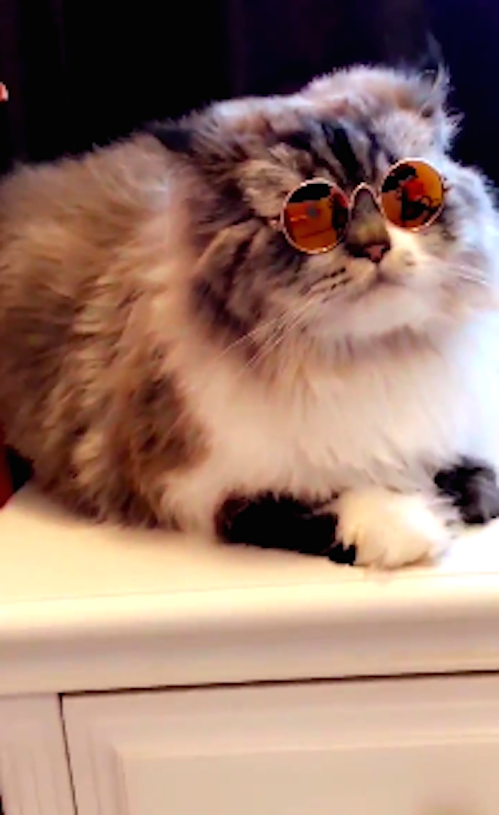 30 Funny Photos of Animals That Will Brighten Your Day — Best Life