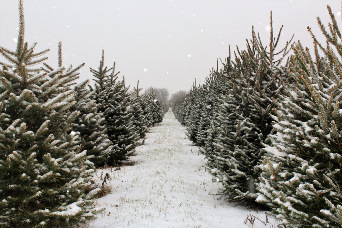 30 Amazing Christmas Trees Facts to Make the Holidays Extra Magical