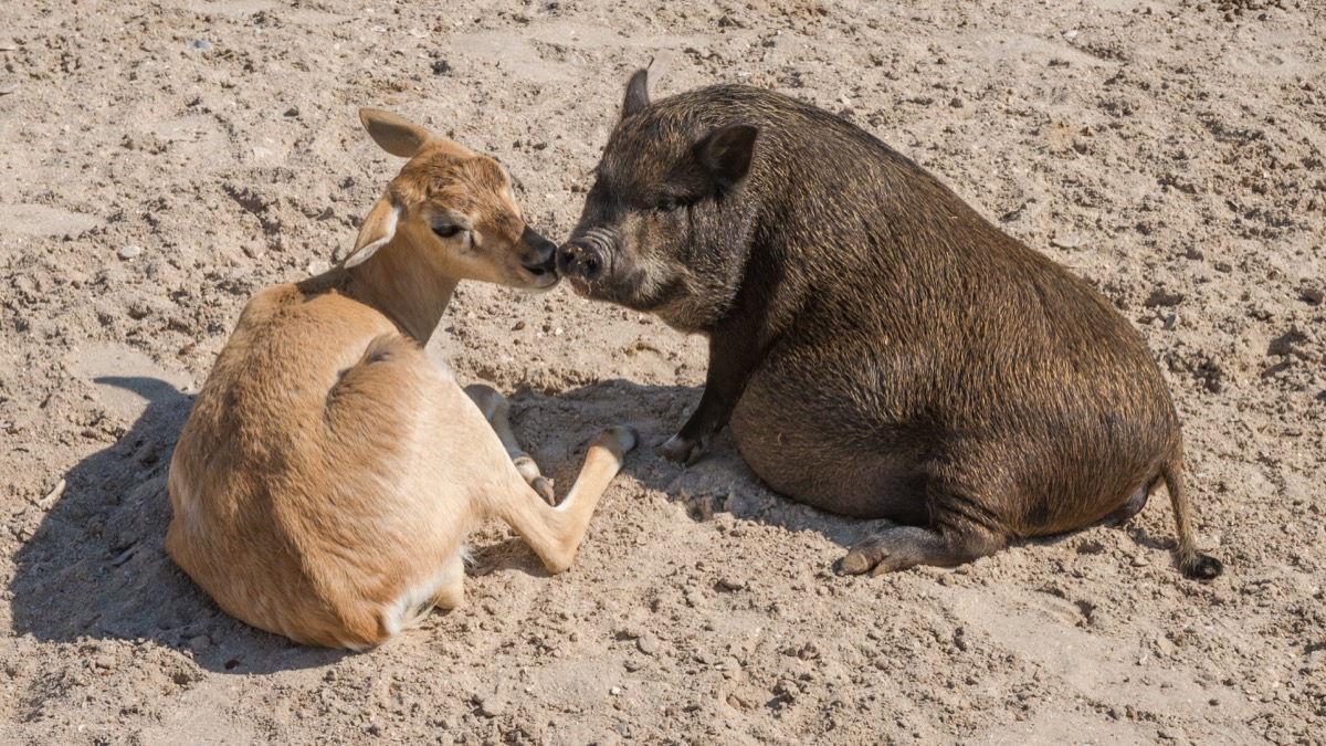 These 23 Unlikely Animal Friendships Will Melt Your Heart — Best Life