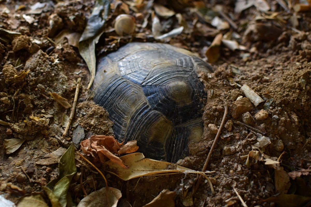 How Do Animals Stay Warm in Winter? Here Are 20 Of The Weirdest Ways
