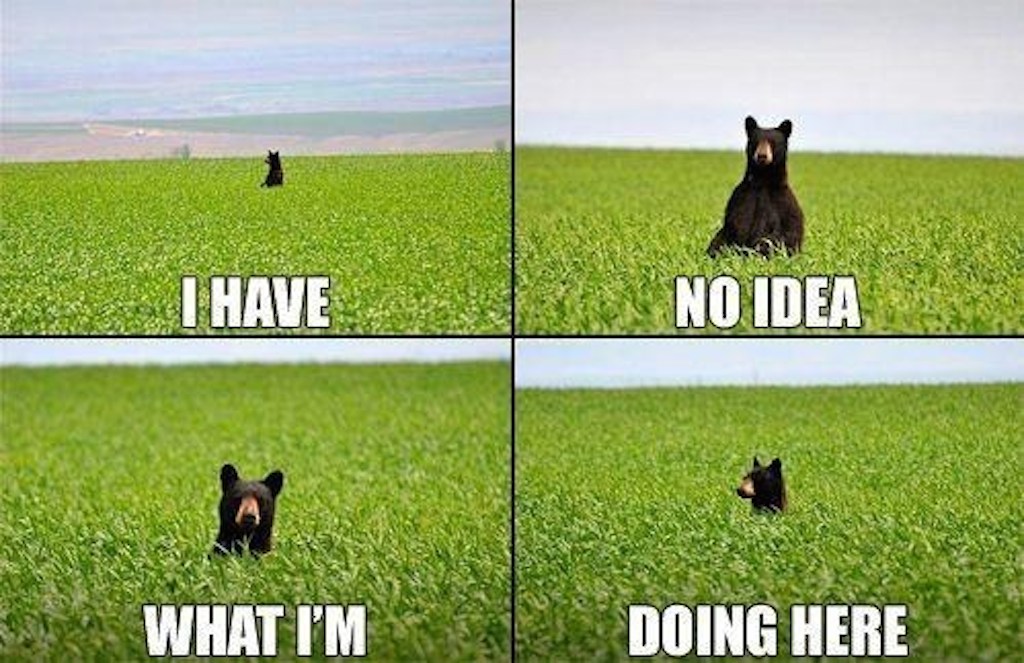 30 Funny Photos of Animals That Will Brighten Your Day — Best Life