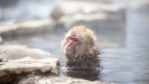 How Do Animals Stay Warm in Winter? Here Are 20 Of The Weirdest Ways