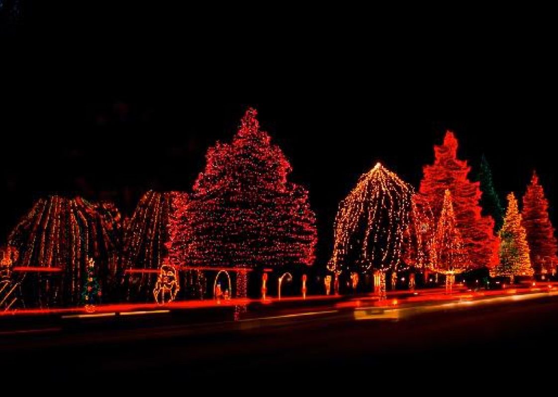 The Best Christmas Tree in Every State — Best Life