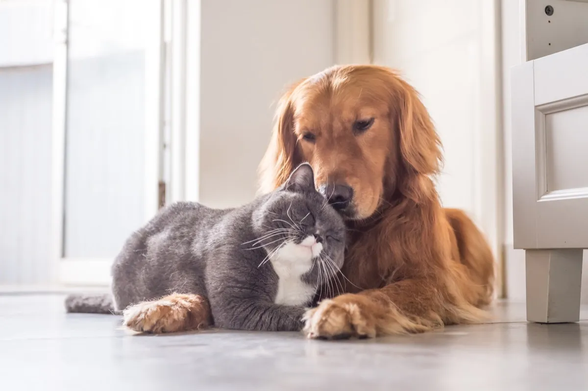 23 Photos of Animals in Love That Will Make You Literally Melt — Best Life