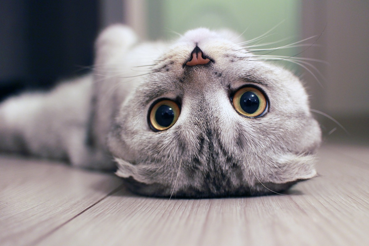 17 Funny Pet Stories That Will Brighten Your Day — Best Life