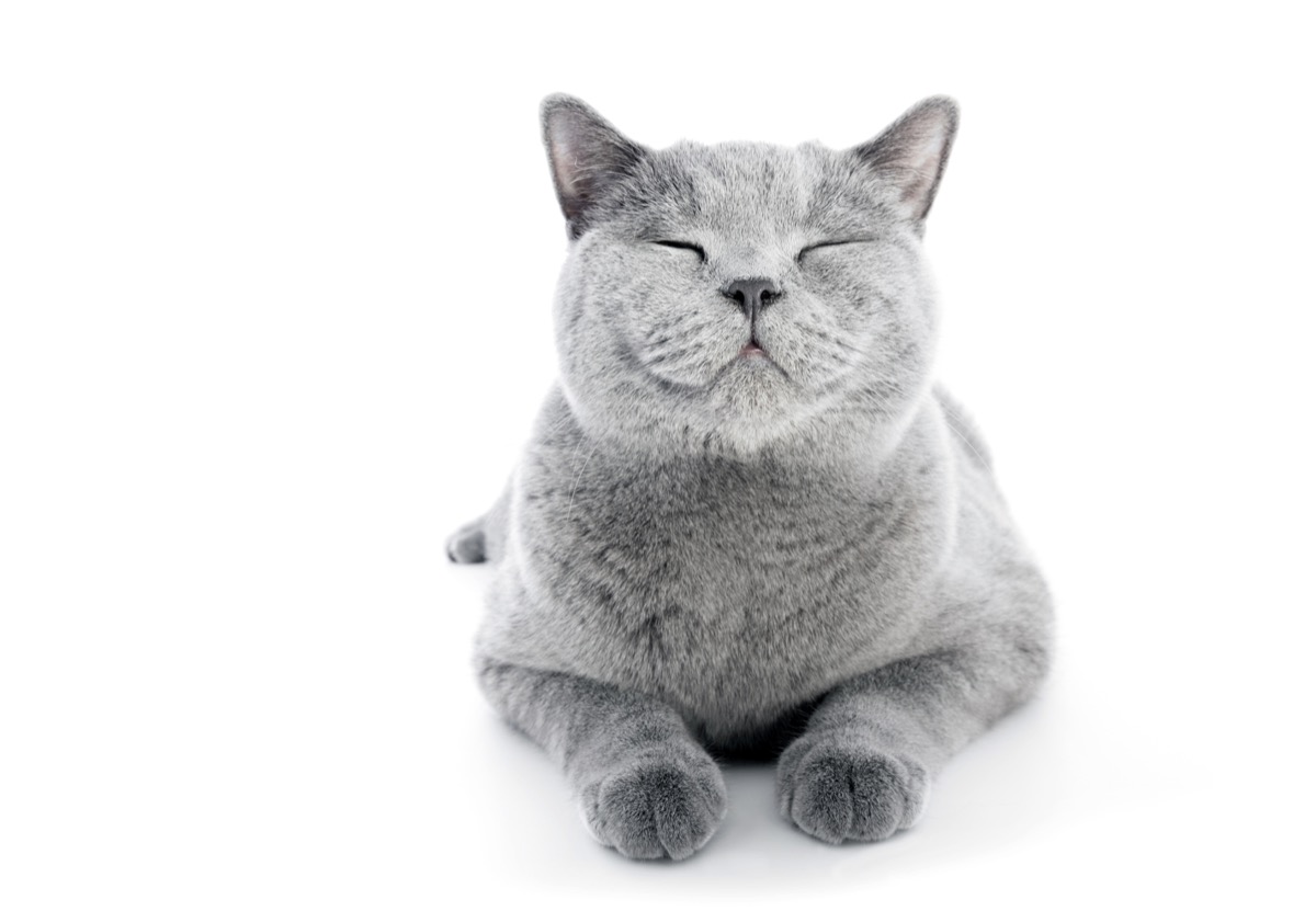 30 Cat Puns That Are Absolutely Hissterical — Best Life
