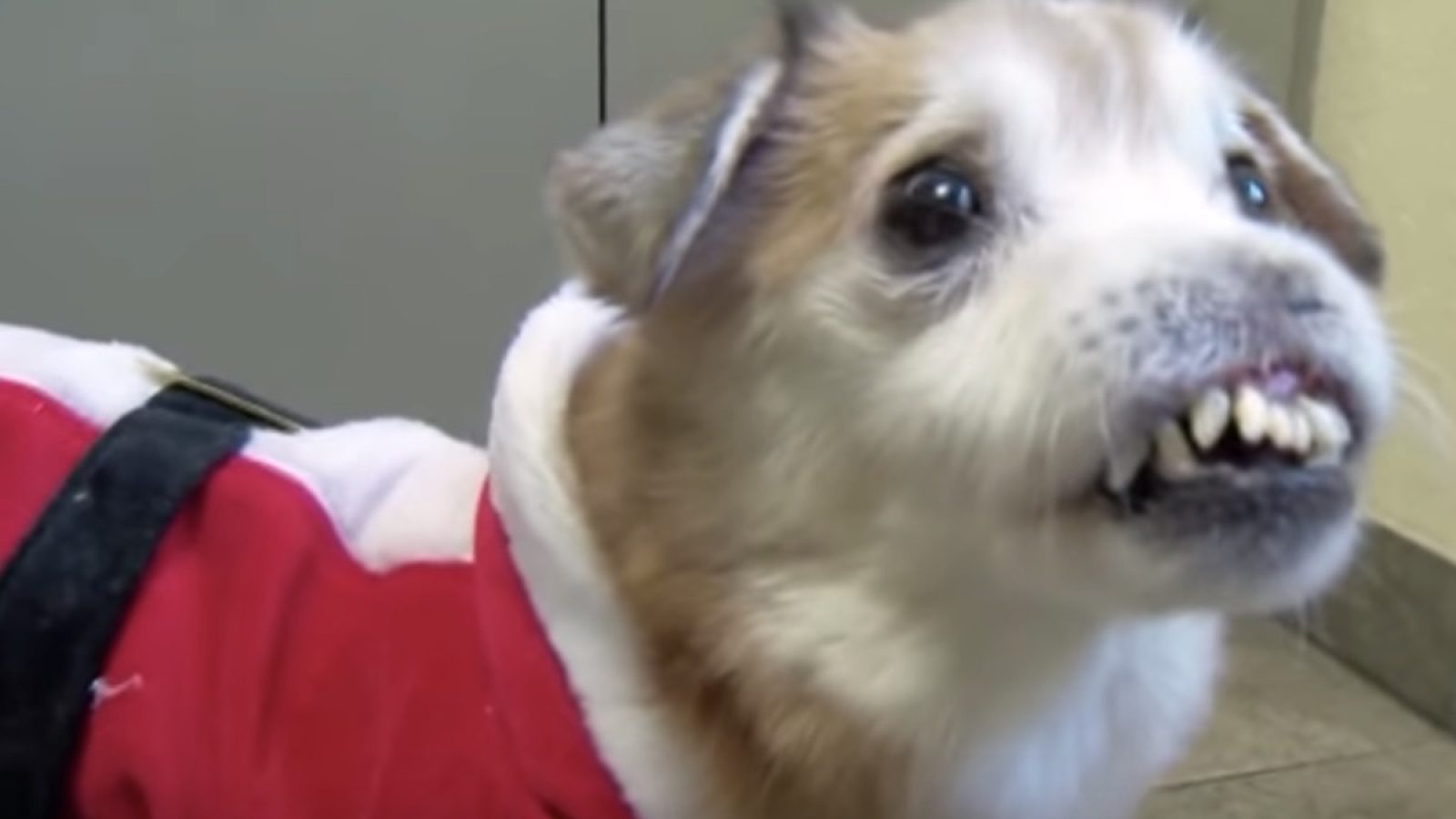 Video of Dog with No Nose Melts Hearts Everywhere, Goes Viral — Best Life