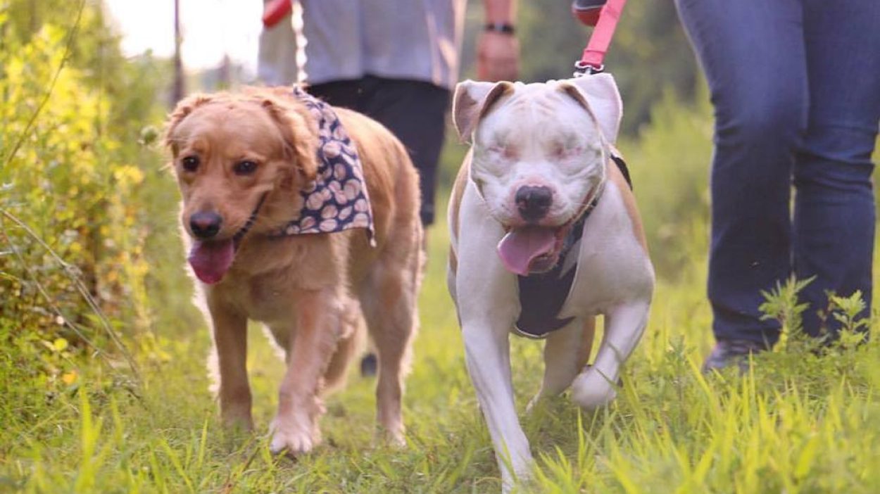 Why the Story of This Blind Pit Bull Is Melting Hearts Everywhere—Video ...