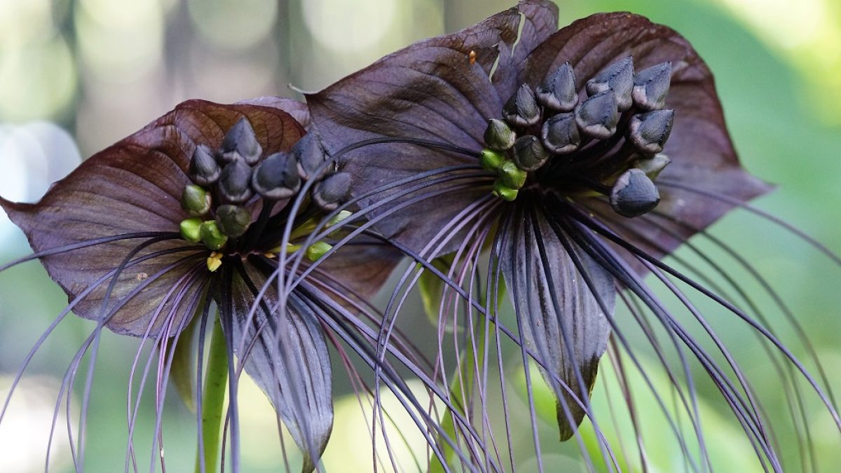 13 Terrifying Plants You Can Actually Put in Your Home — Best Life