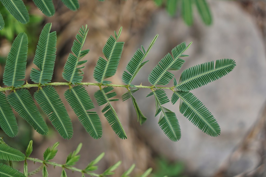 13 Terrifying Plants You Can Actually Put in Your Home — Best Life