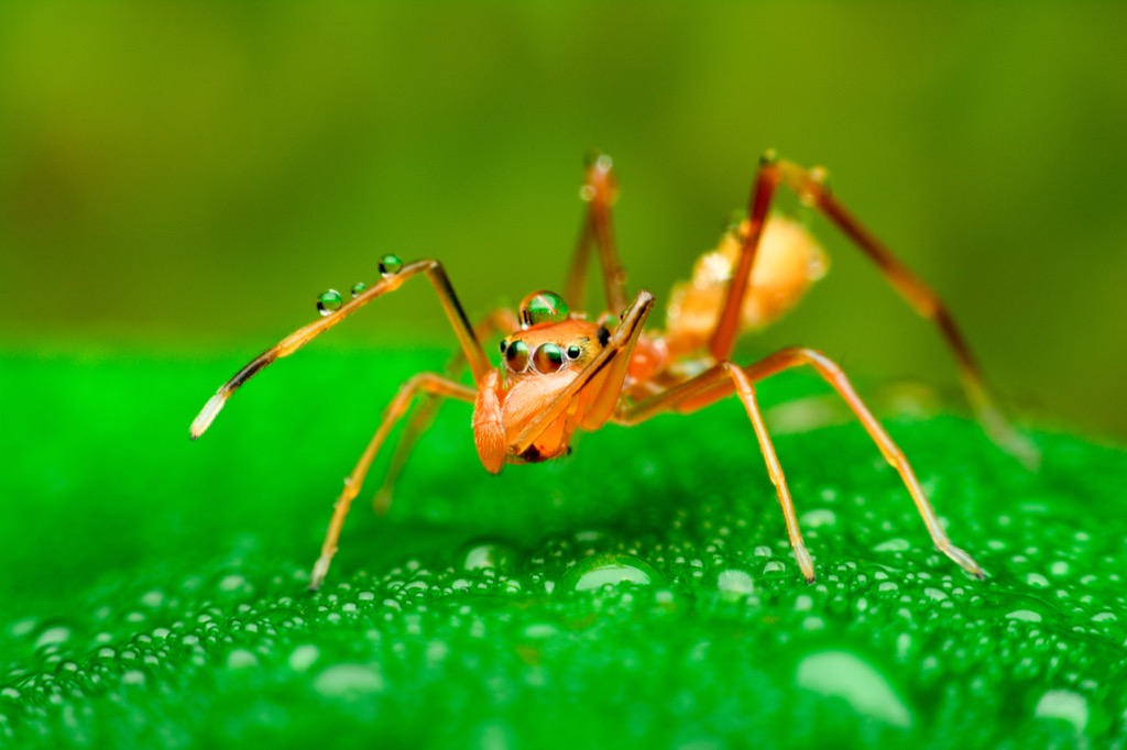 33 Totally Creepy Facts About Spiders That Will Give You Goosebumps ...