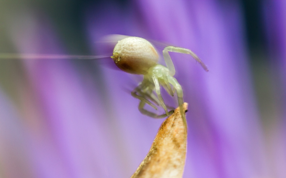 33 Totally Creepy Facts About Spiders That Will Give You Goosebumps ...