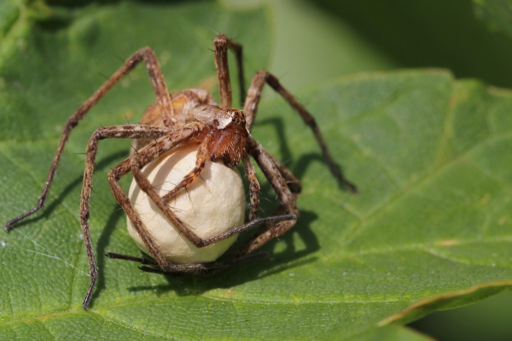 33 Totally Creepy Facts About Spiders That Will Give You Goosebumps ...